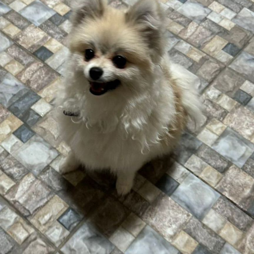 Немецкий шпиц мини белый