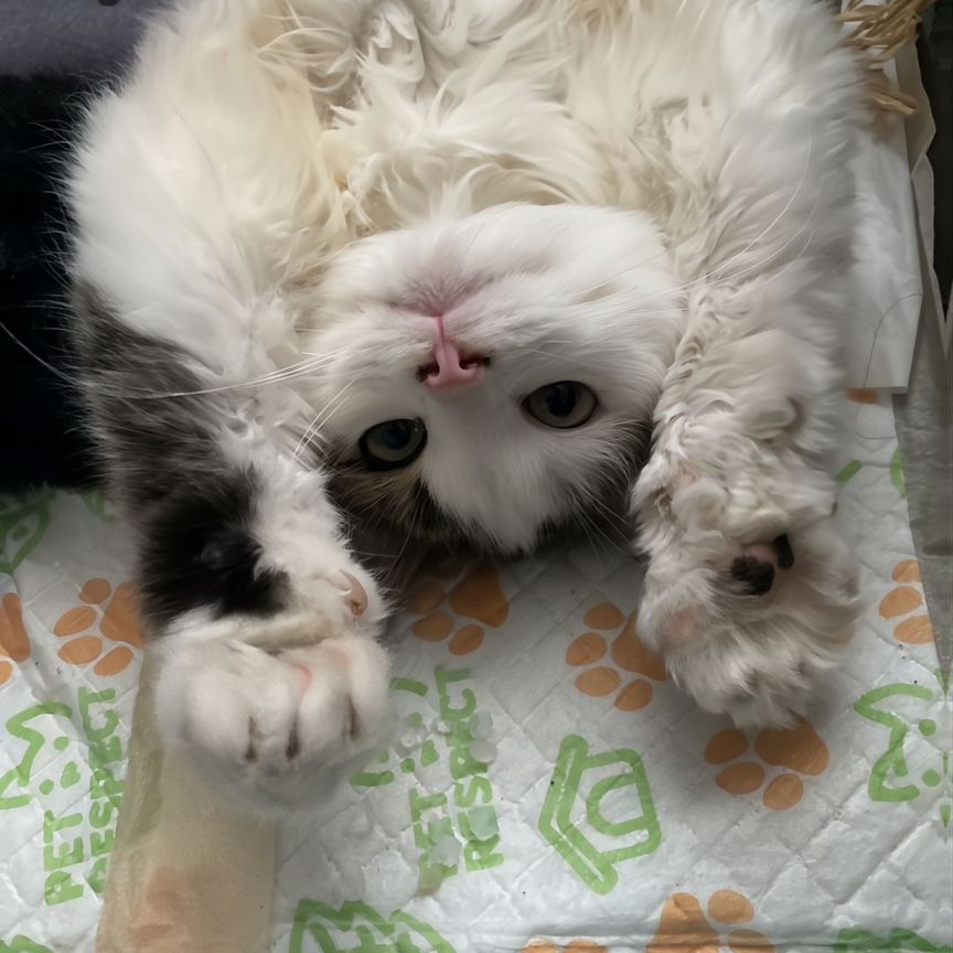 Сибирский котёнок