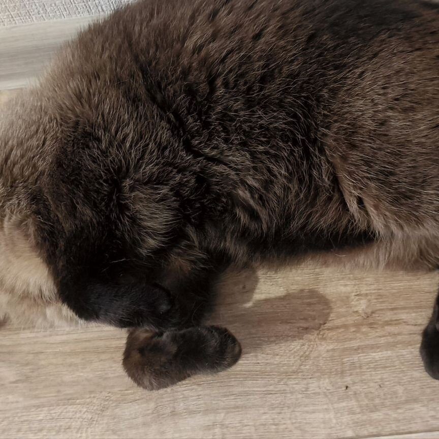Кот в добрые руки