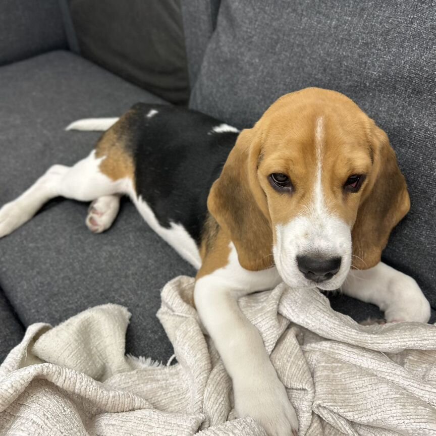 Бигль в добрые руки