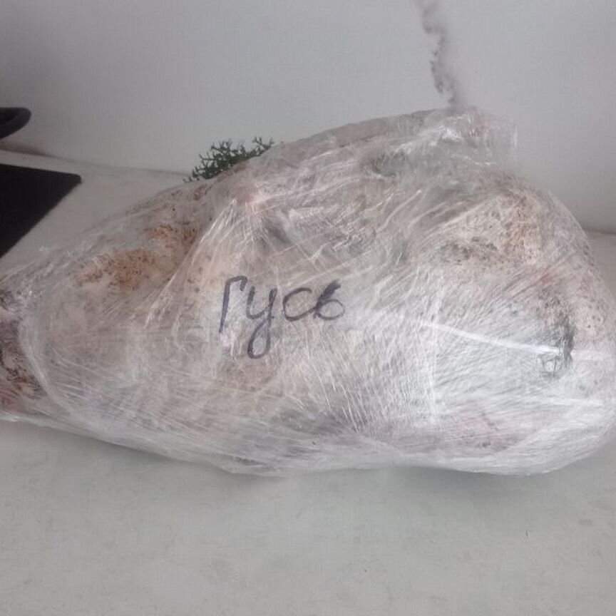 Гусь домашний