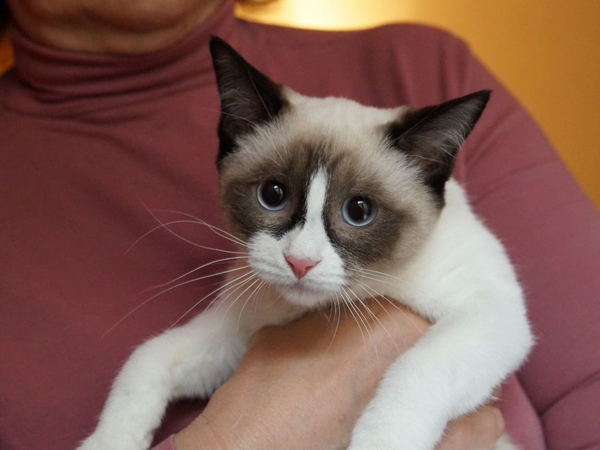 Котята сноу шу