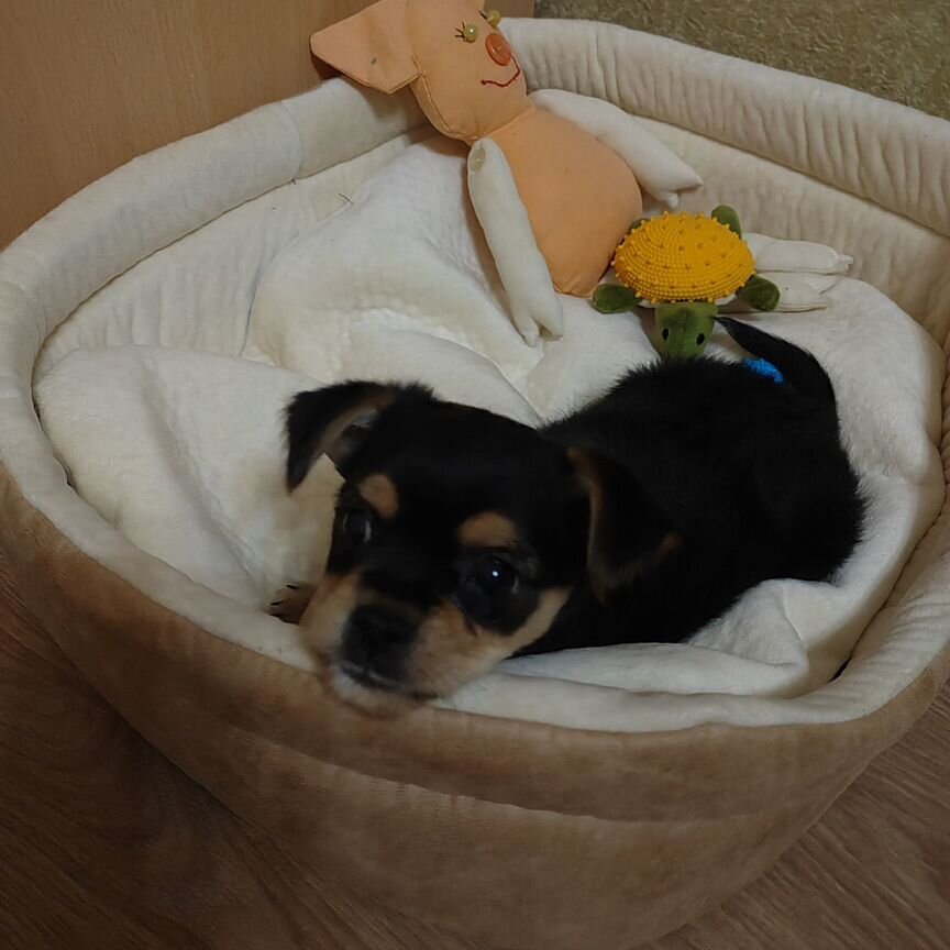 Отдам в добрые руки маленькую