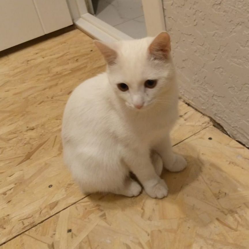 Котик подросток ищет семью