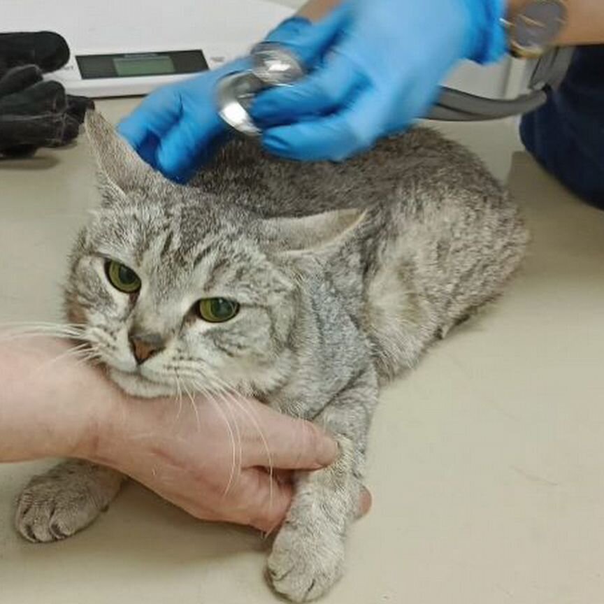 Взрослая, кошка в добрые руки