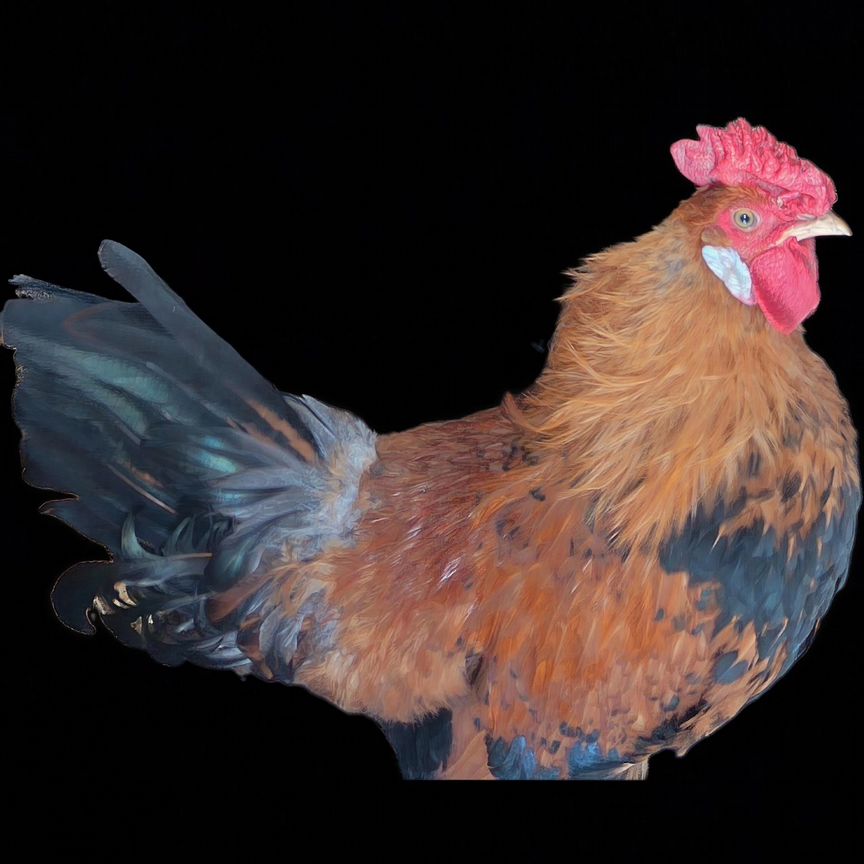 Продам петуха