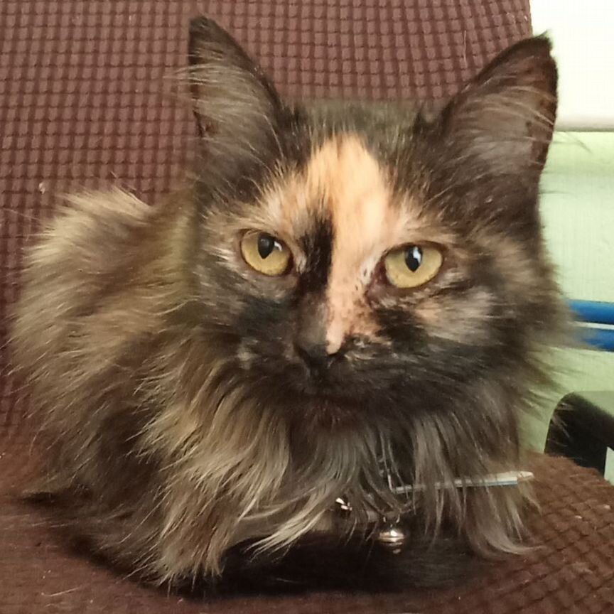 Кошечке грозит смерть