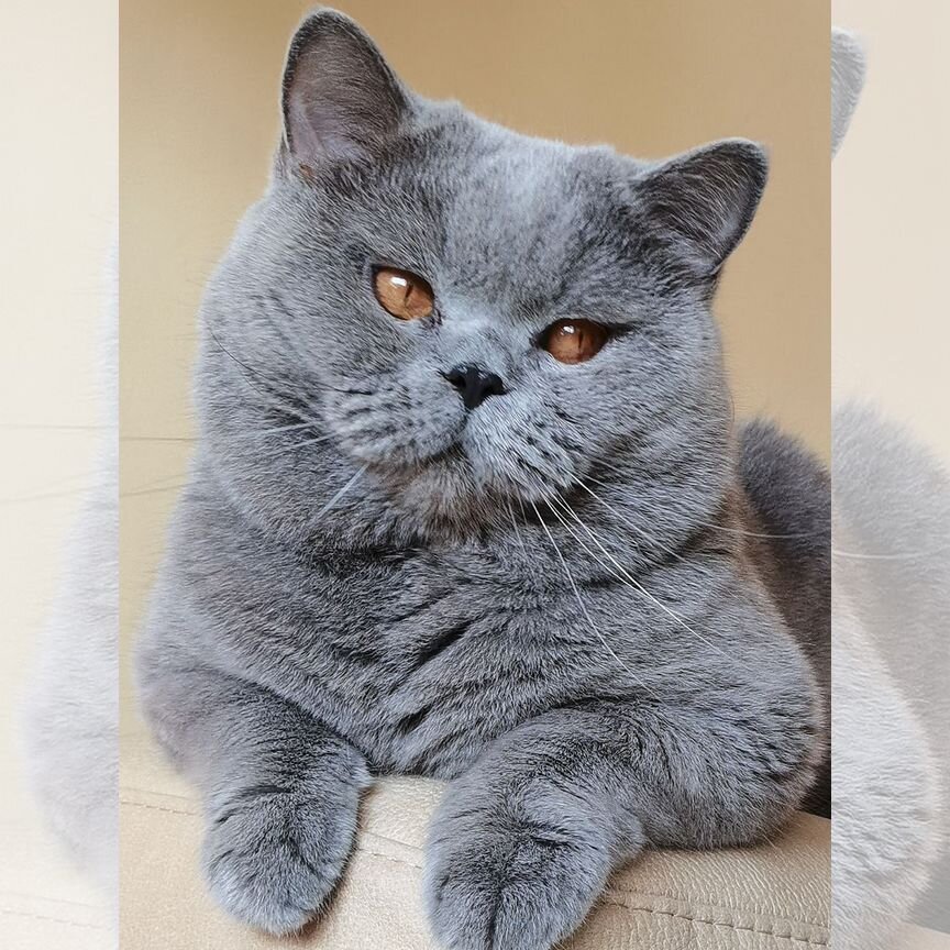 Котик. Жених