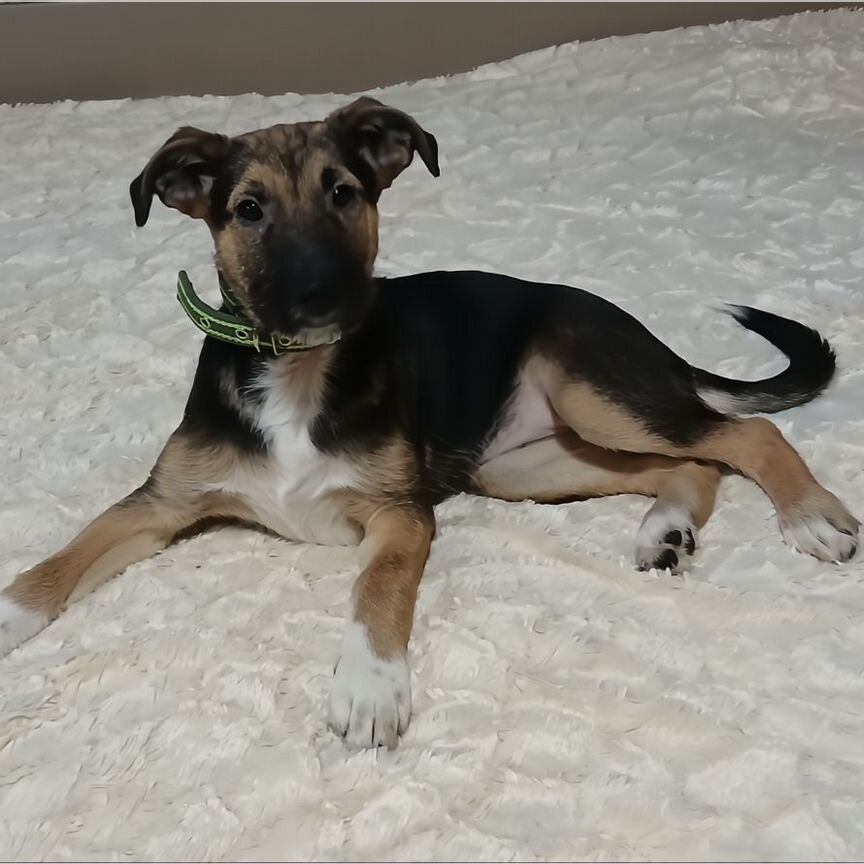 Щенок в добрые руки