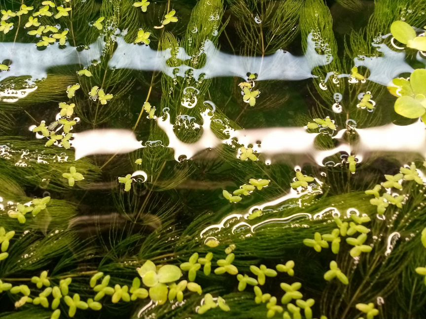 Украшение для аквариума