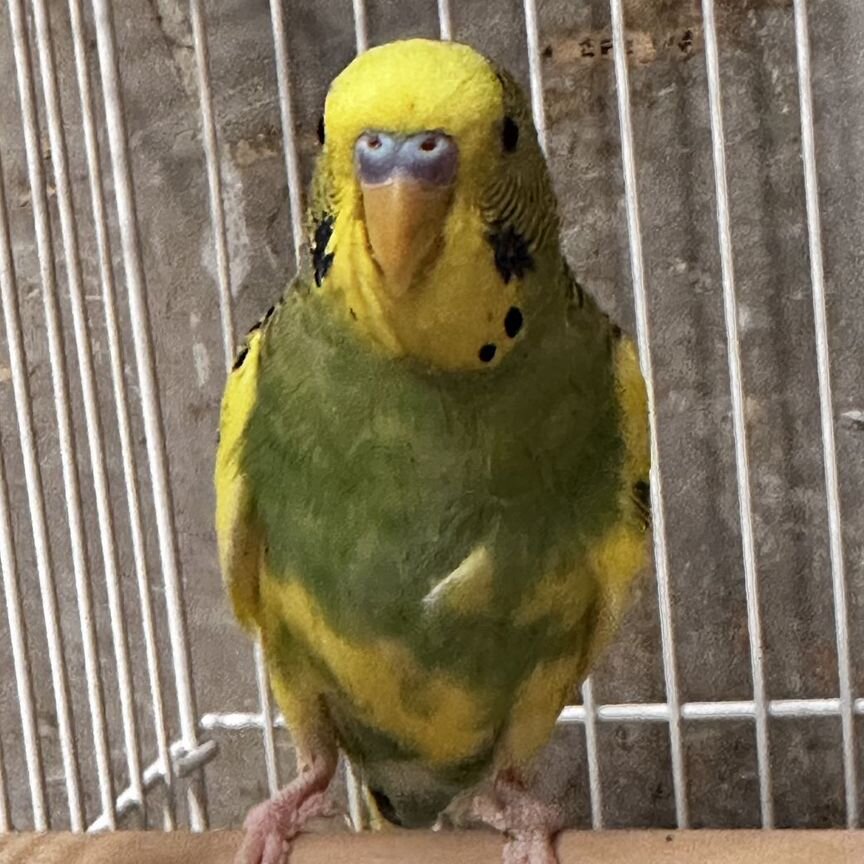 Волнистый попугай