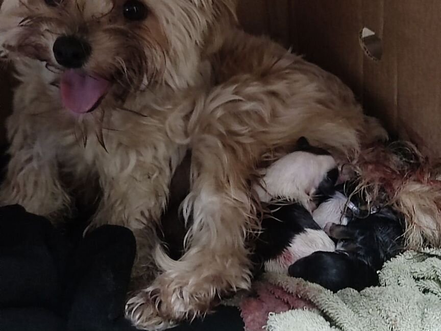 Собака в добрые руки