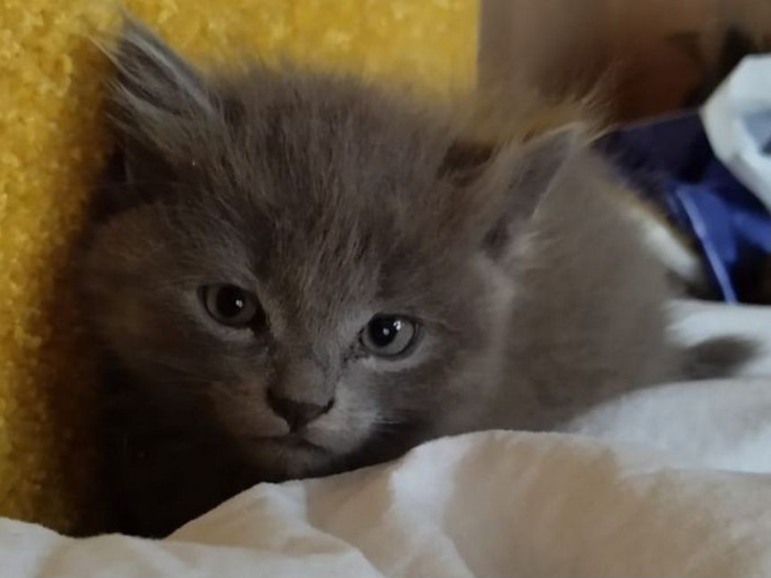 Котятки бесплатно
