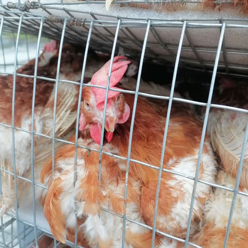 Куры несушки браун ник в наличии