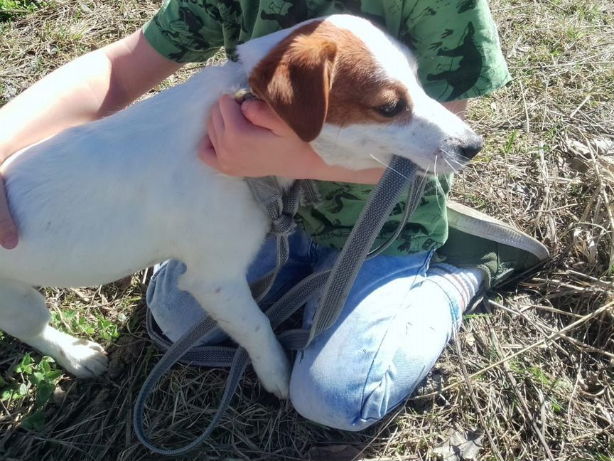 Джек Рассел терьер