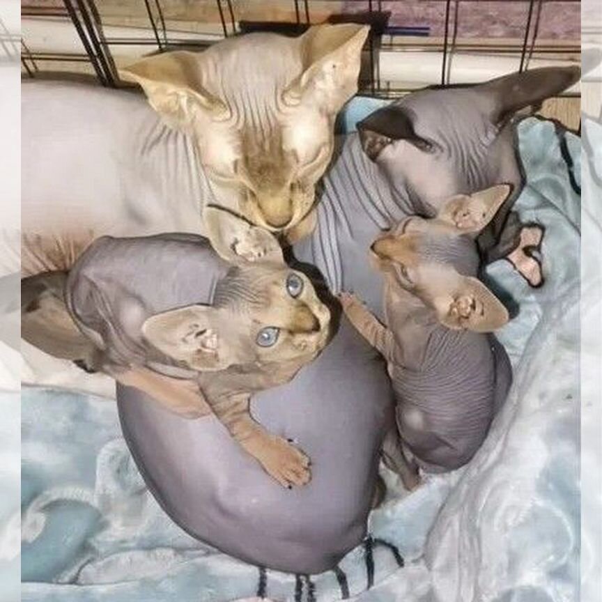 Канадский сфинкс котёнок