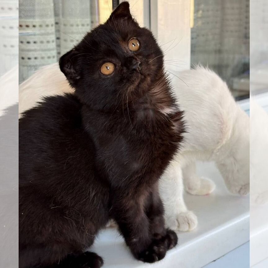 Шотландский вислоухий короткошёрстный котёнок