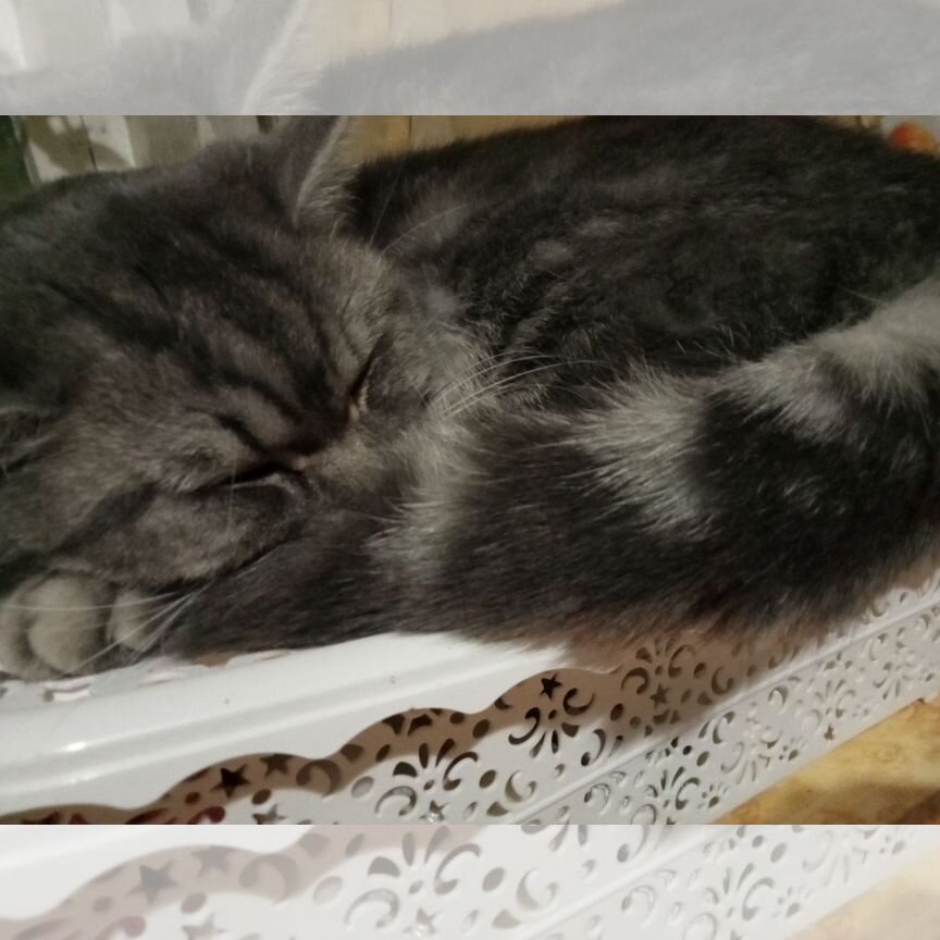 Британская кошка