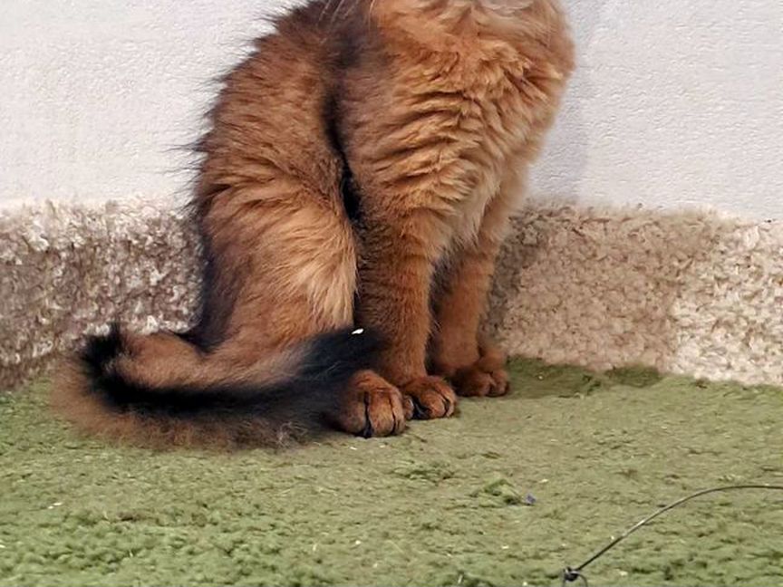 Сомалийский котенок, девочка