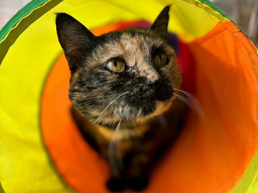 Черепашка Дафна