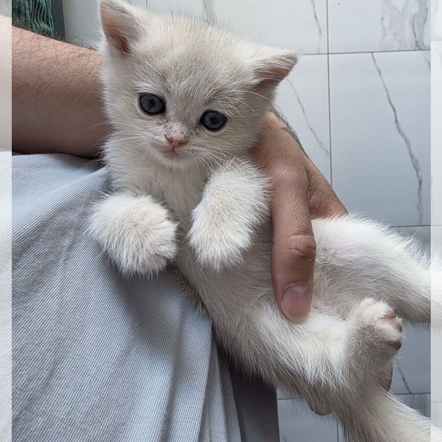 Шотландский прямоухий короткошёрстный котёнок