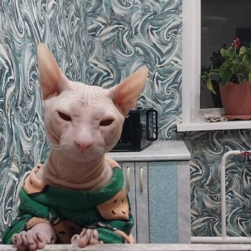Донской сфинкс, взрослый кот
