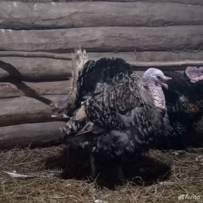 Индюк 9 месяцев,руанский селезень