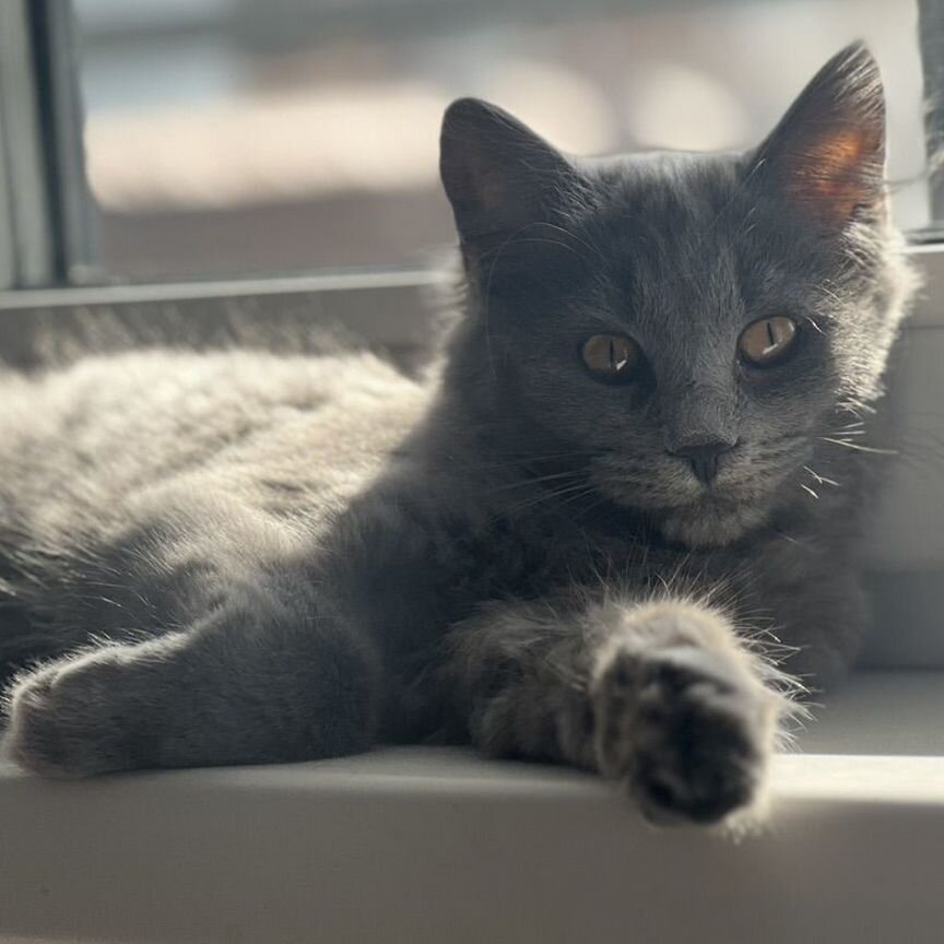 Мейн-кун котёнок