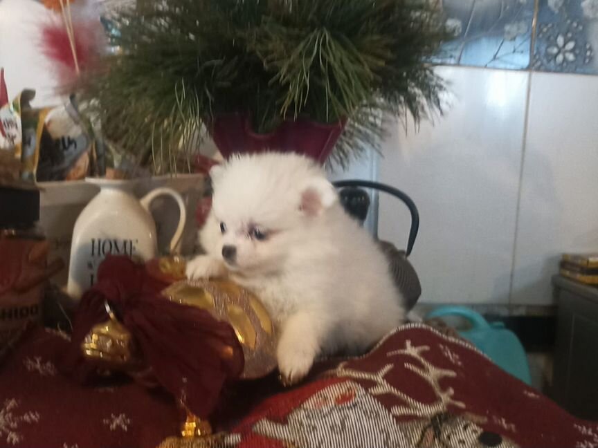 Чихуахуа, длинношерстные, мальчики, девочки