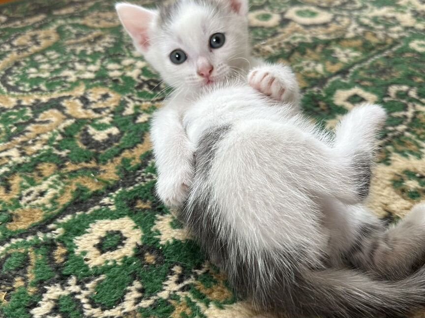 Котенок в добрые руки