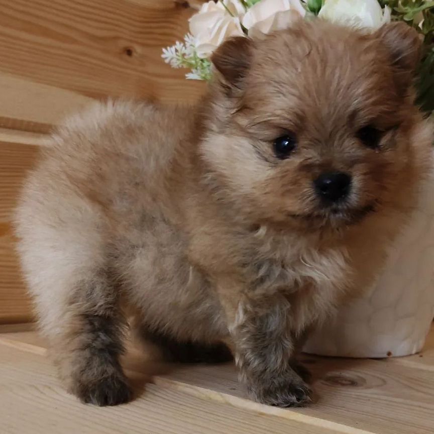 Померанский шпиц, щенок