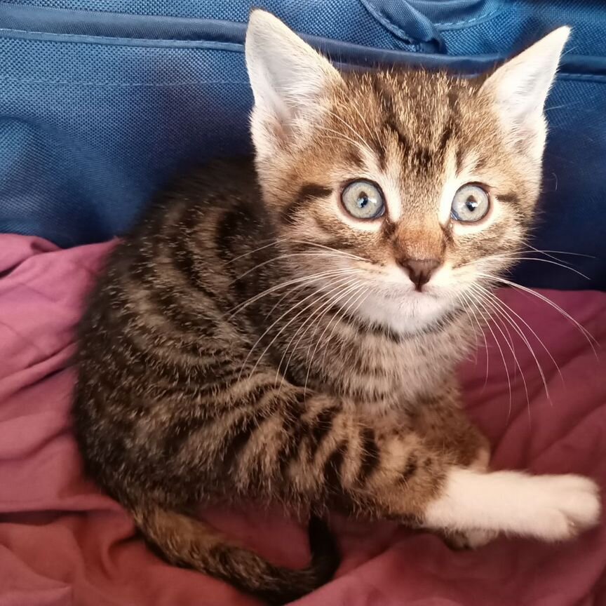 Котёнок несмышлёныш 2 месяца