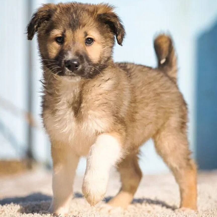 Щенок в добрые руки