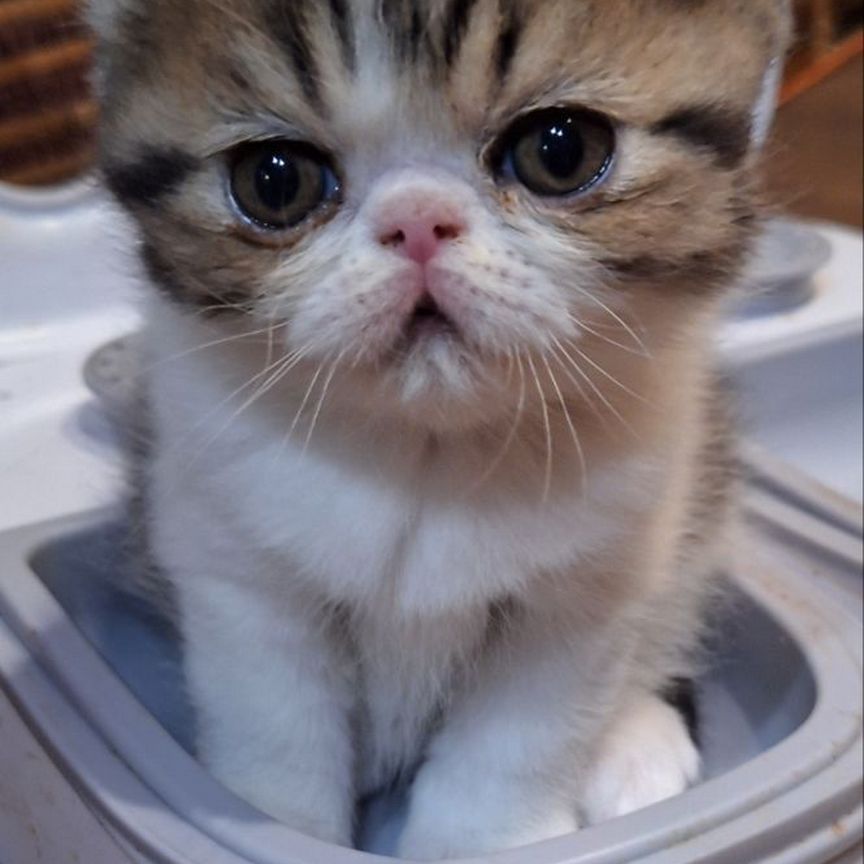 Экзотические котята