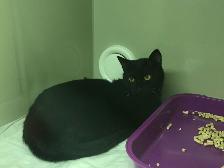 Кошечка Урсула ищет дом