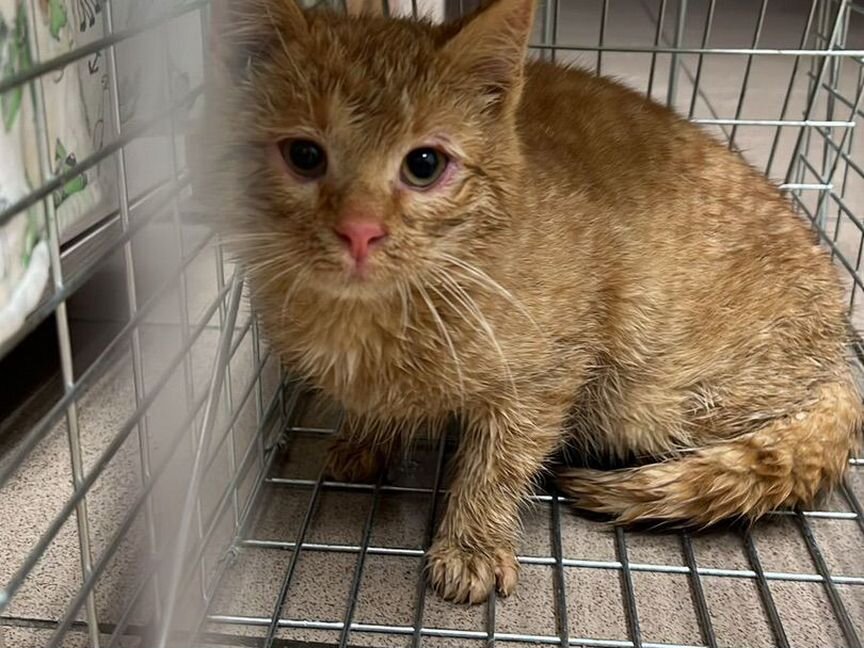 Несчатный замерзший котенок ищет дом