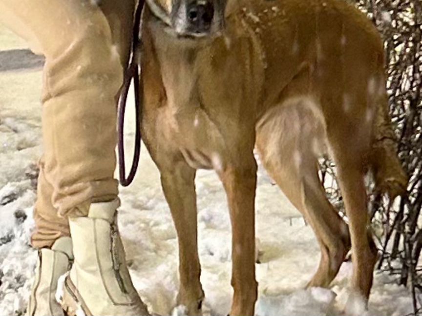 Собака в добрые руки даром