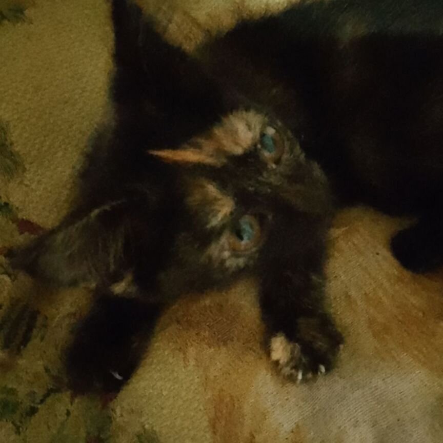 Котенок