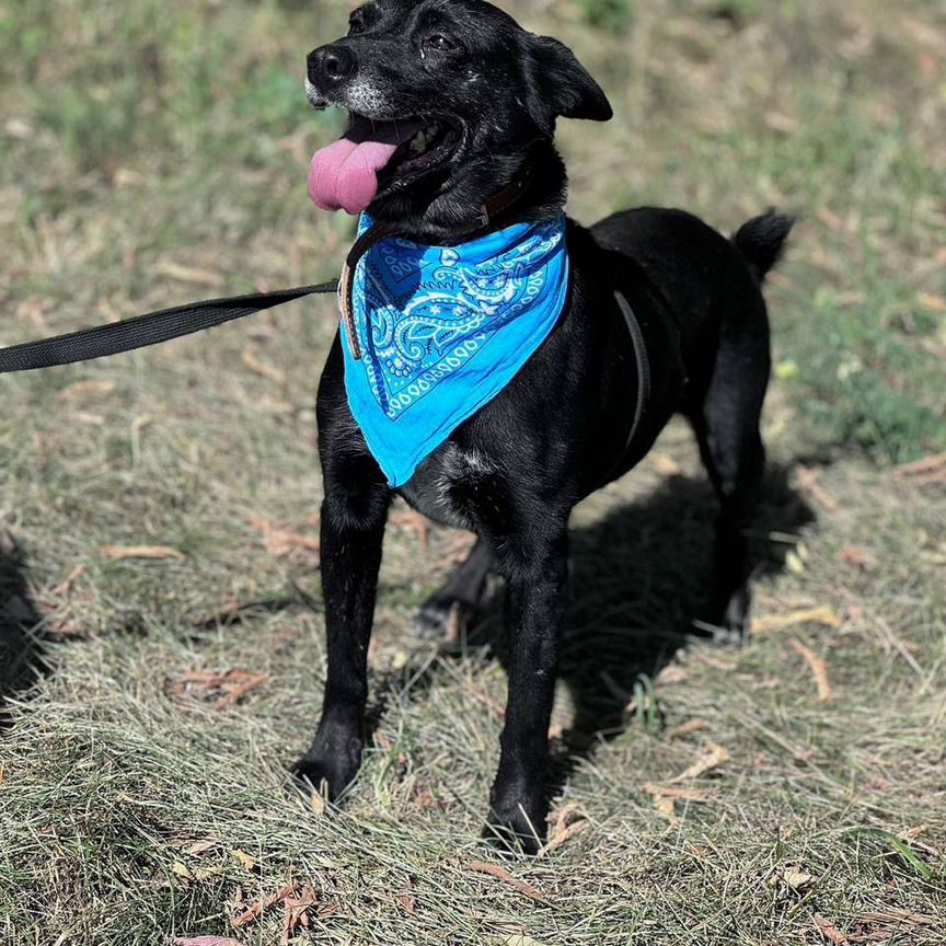 Собака в добрые руки отдам бесплатно