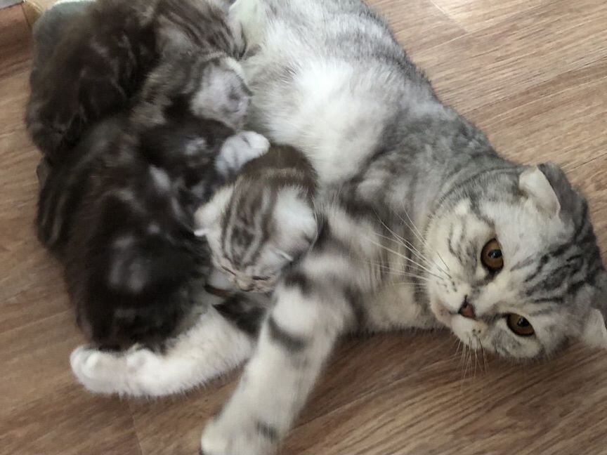 Продажа шотландских котят