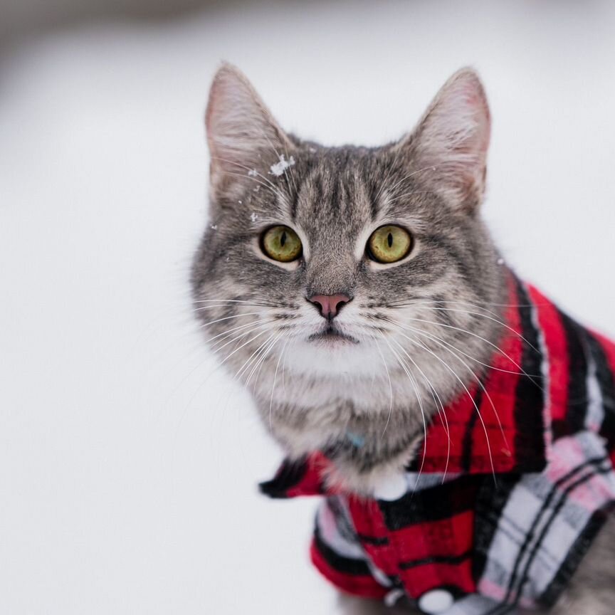 Кот Джерри ищет дом