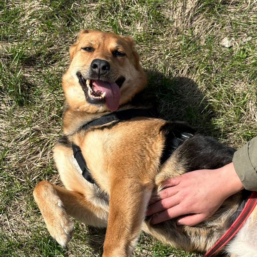 Кира грустит в приюте