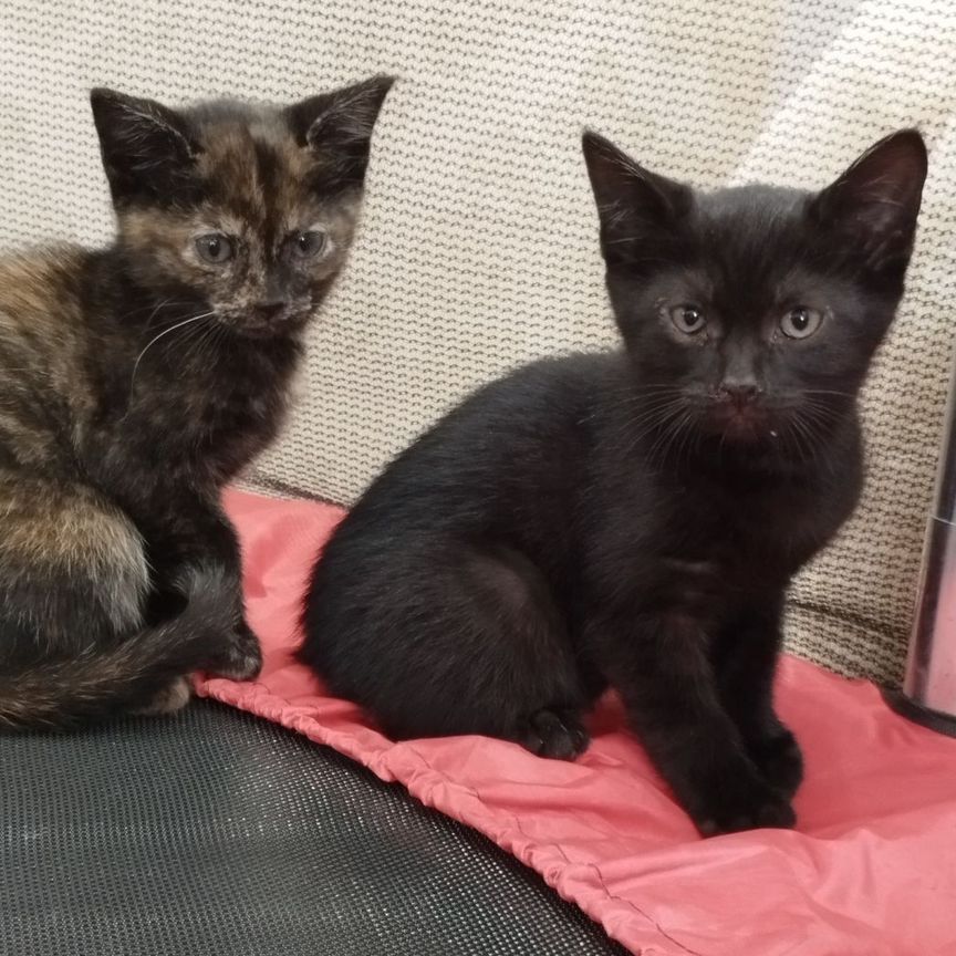 Котенок в добрые руки