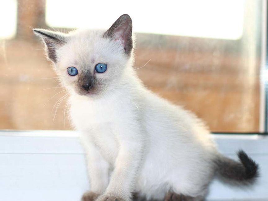 Тайский котенок