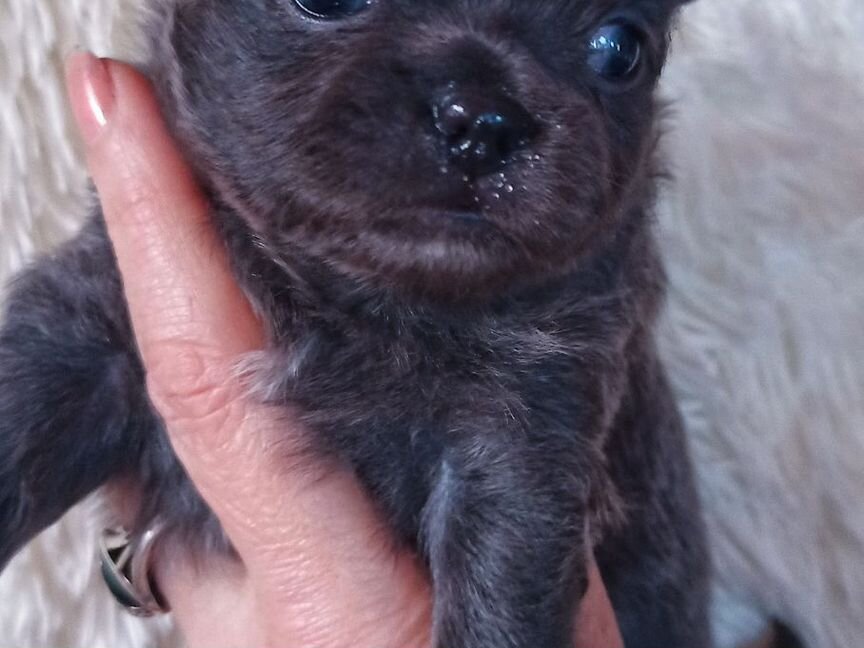 Собака