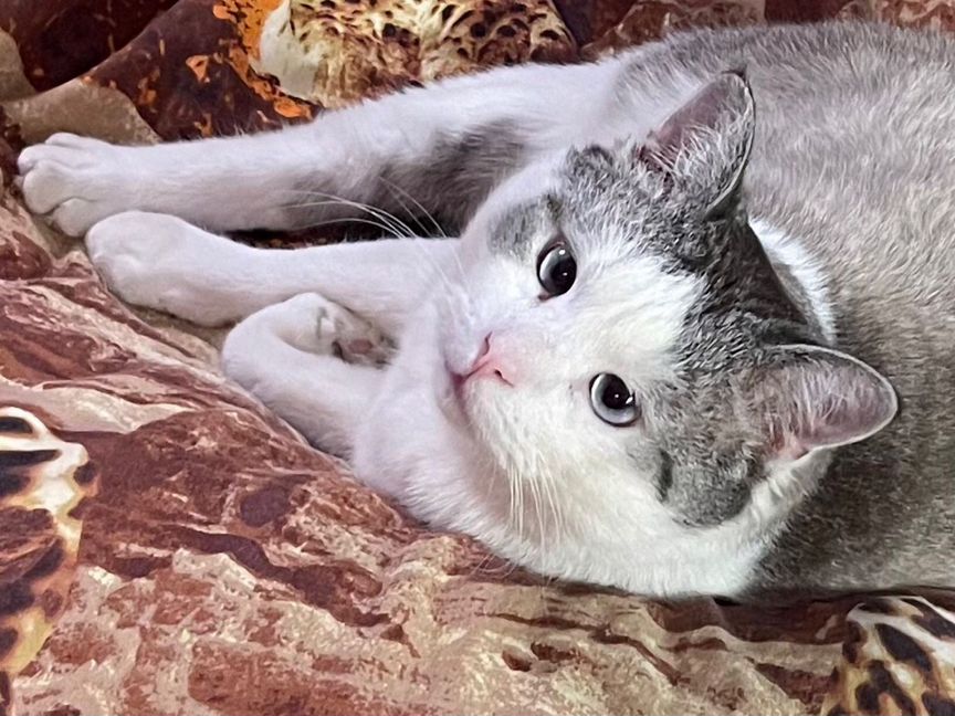 Голубоглазый Котик из приюта ищет дом