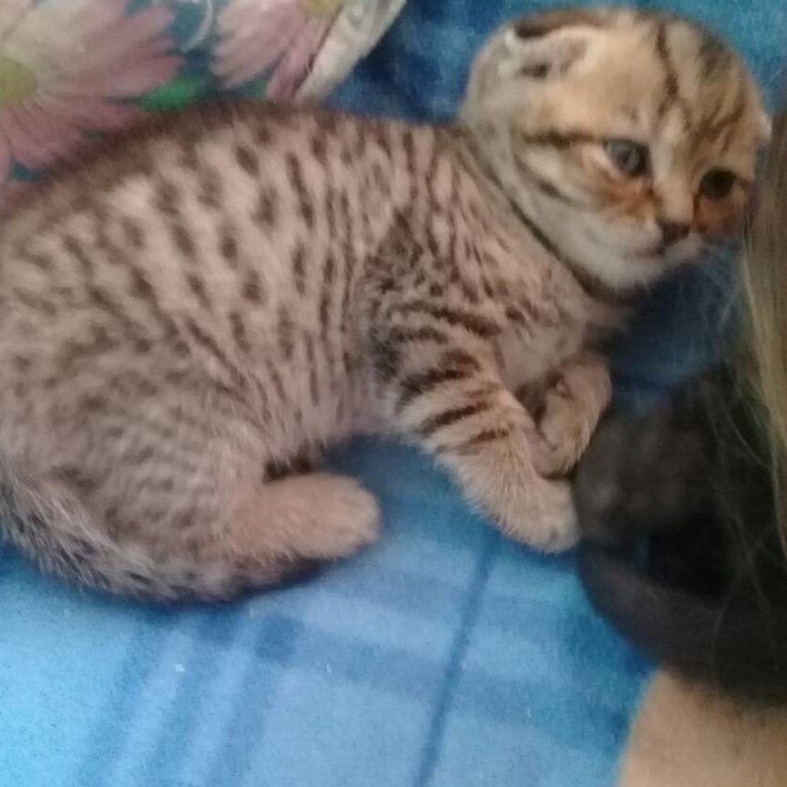 Вислоухие котята