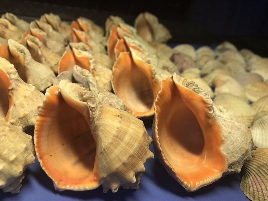 Рапаны, ракушки