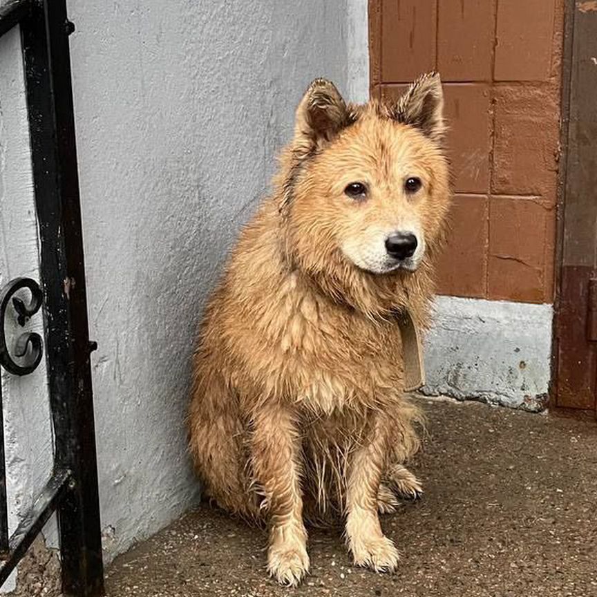 Потерялась собака спб приморский район