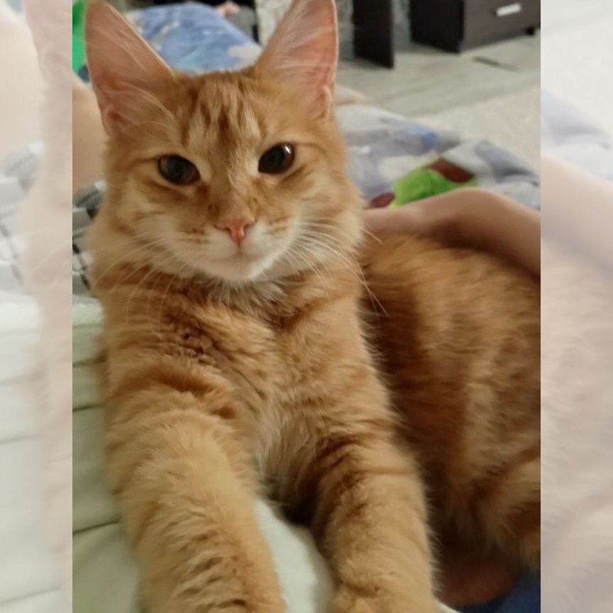 Найден котенок